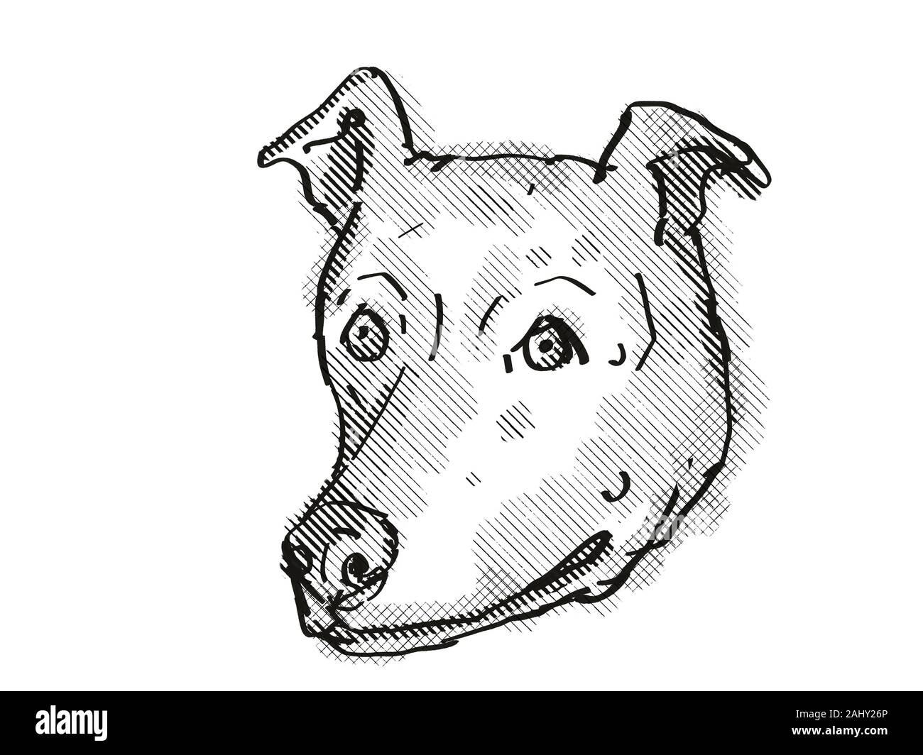 Greyhound Dog Cartoon Illustration High Resolution Stock Photography ...