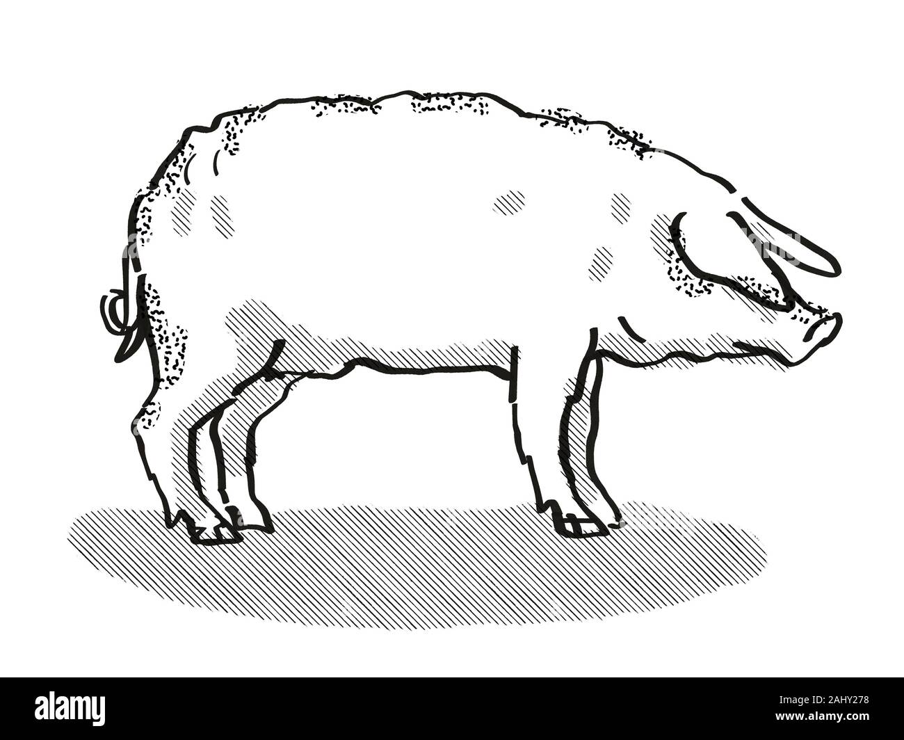 Vintage pig cartoon Cut Out Stock Images & Pictures - Alamy
