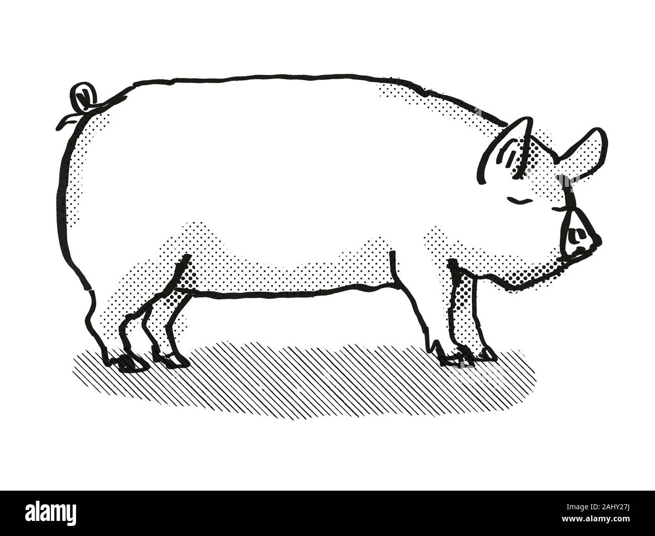 Sows Cut Out Stock Images & Pictures - Alamy