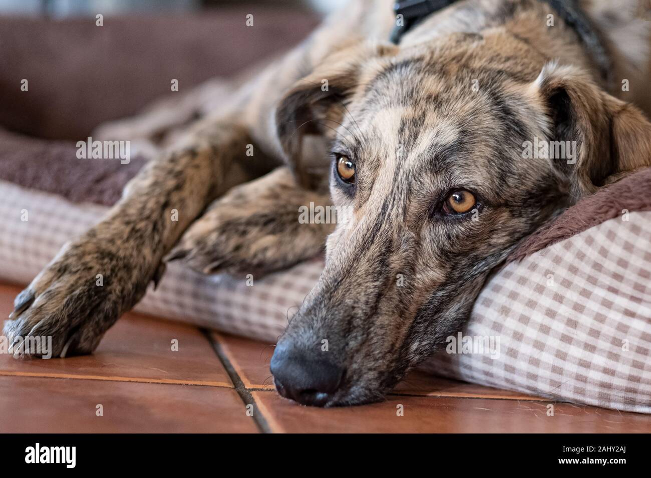 Galgo dog hi-res stock photography and images - Alamy