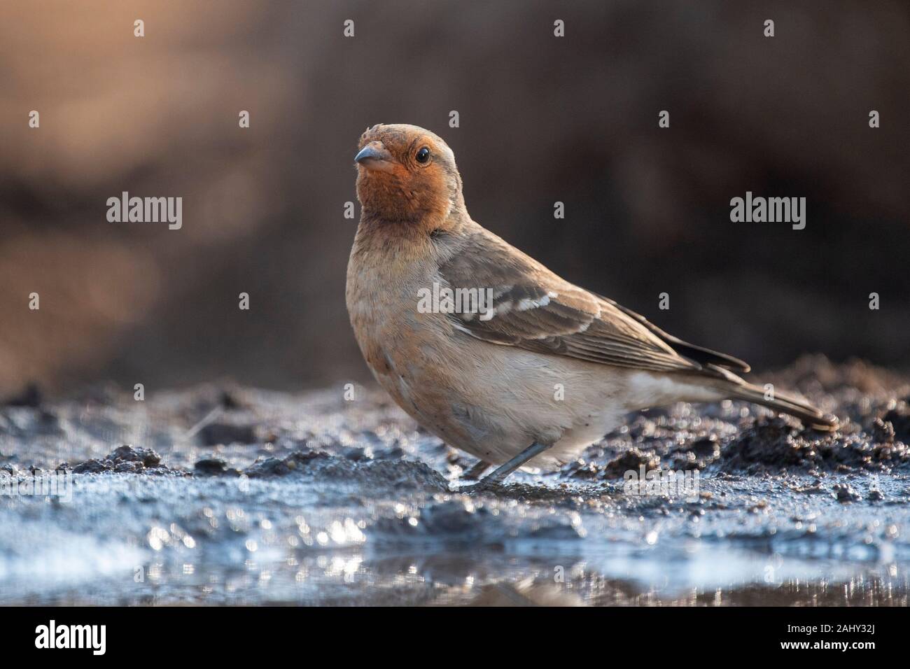 Yellow-throated bush sparrow, Gymnoris superciliaris, Zimanga Game ...