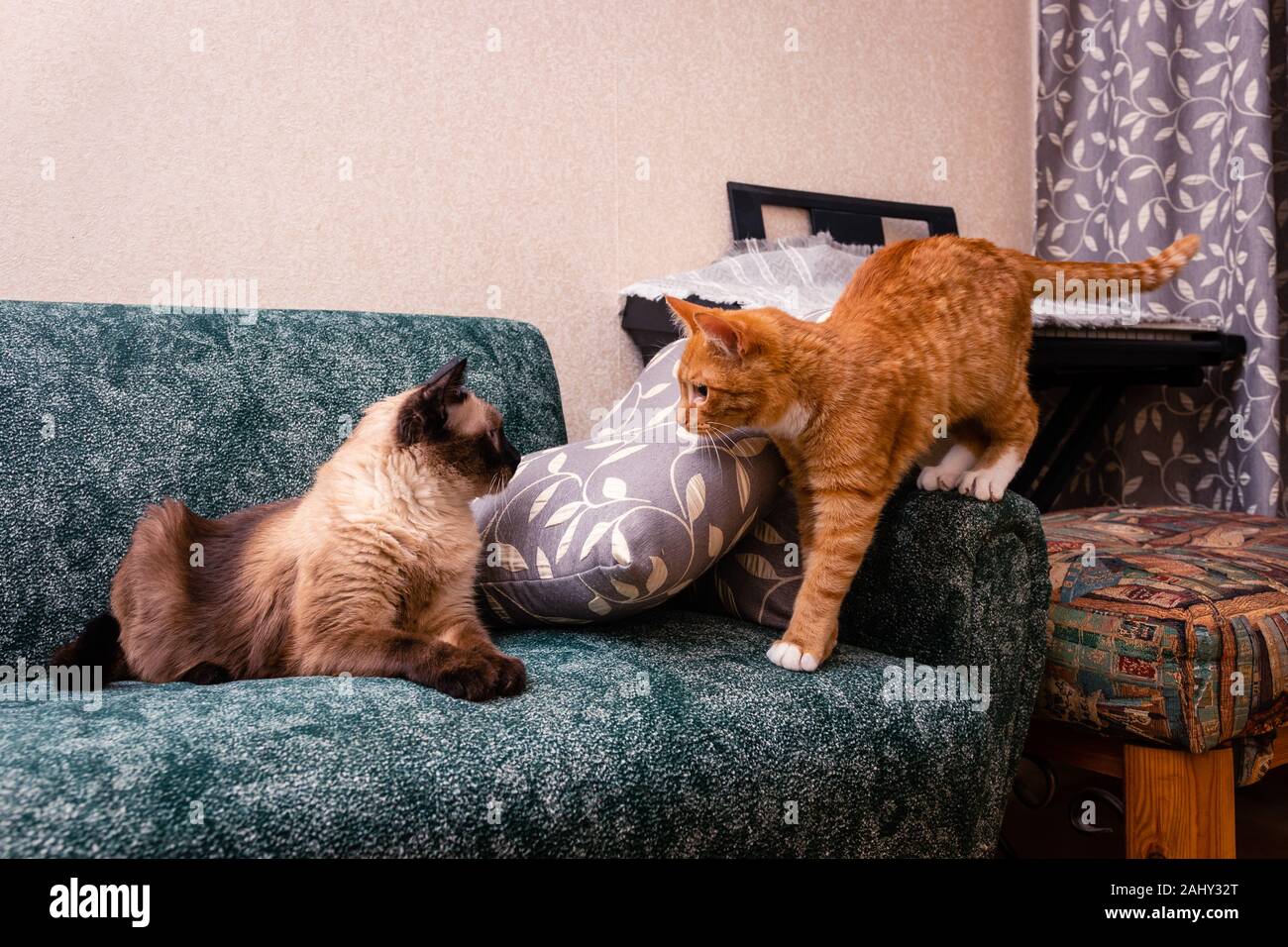 Ginger cat aggressive hi-res stock photography and images - Alamy