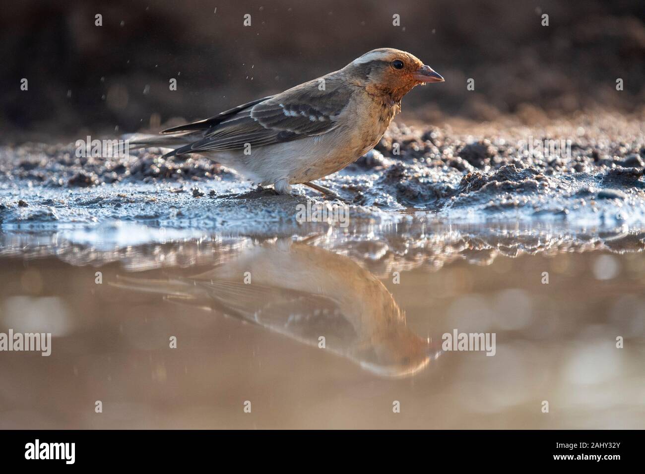 Yellow-throated bush sparrow, Gymnoris superciliaris, Zimanga Game ...