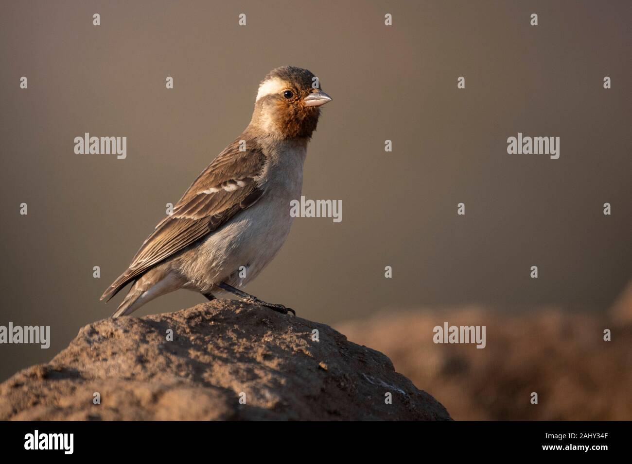 Yellow-throated bush sparrow, Gymnoris superciliaris, Zimanga Game ...