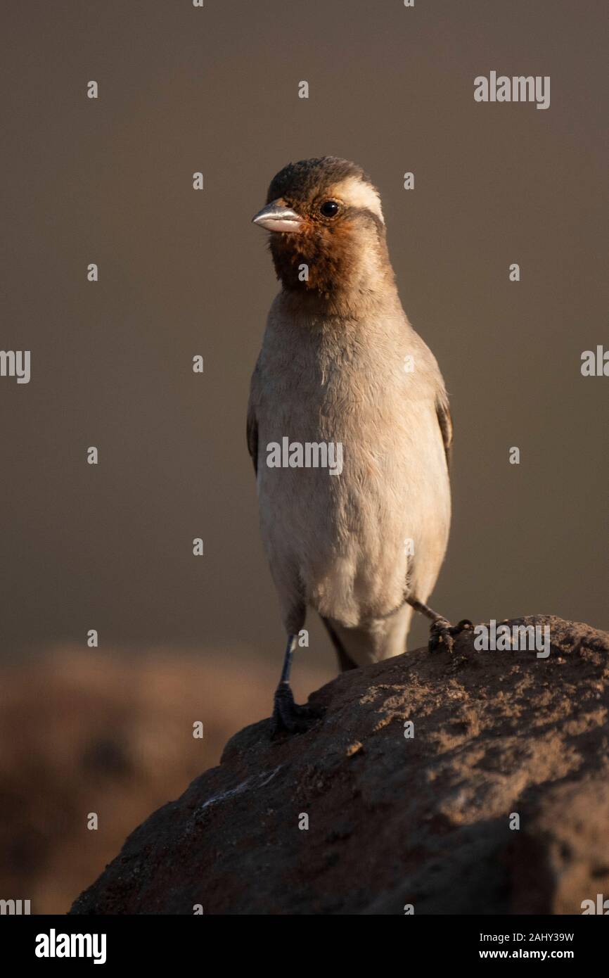 Yellow-throated bush sparrow, Gymnoris superciliaris, Zimanga Game ...