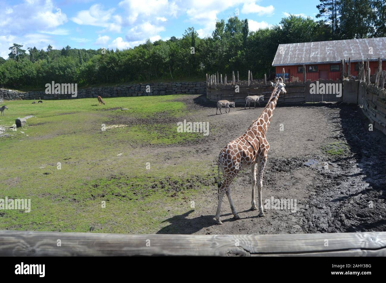 Dyreparken hi-res stock photography and images - Alamy