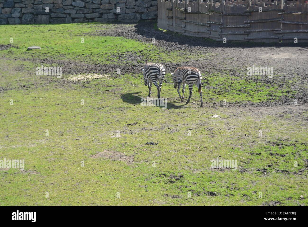 Dyreparken hi-res stock photography and images - Alamy