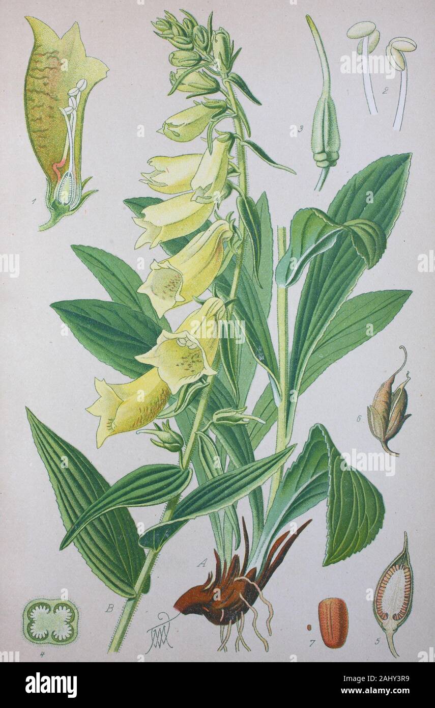 Digitalis grandiflora, yellow foxglove, big-flowered foxglove, large ...