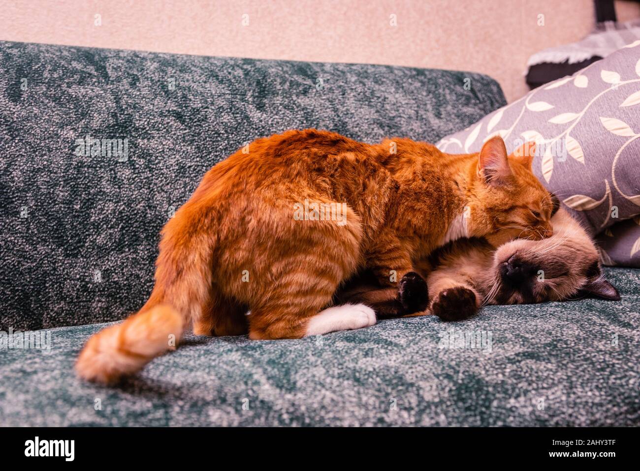 young red cat attacks old siamese cat Stock Photo - Alamy