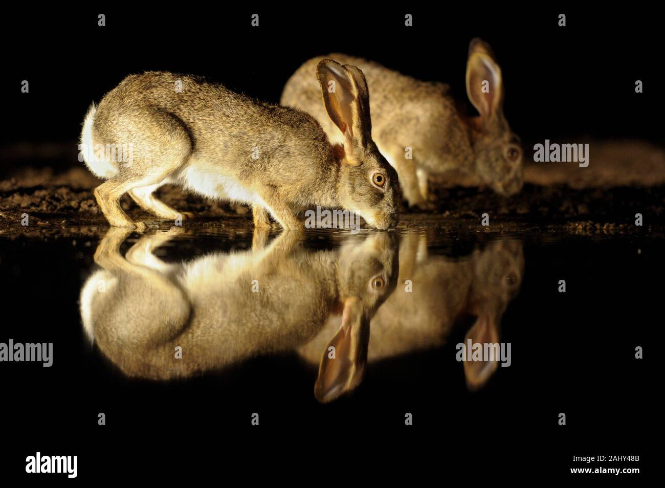 Scrub hare drinking at night, Lepus saxatilis, Zimanga Game Reserve ...