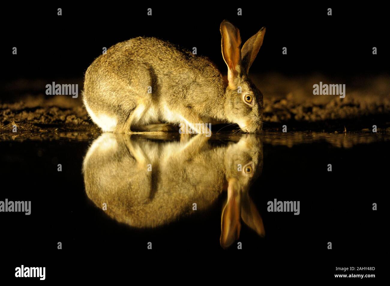 African Hare High Resolution Stock Photography and Images - Alamy