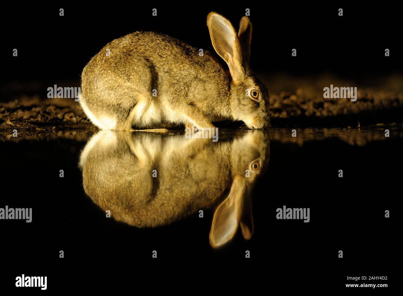 Scrub hare drinking at night, Lepus saxatilis, Zimanga Game Reserve ...