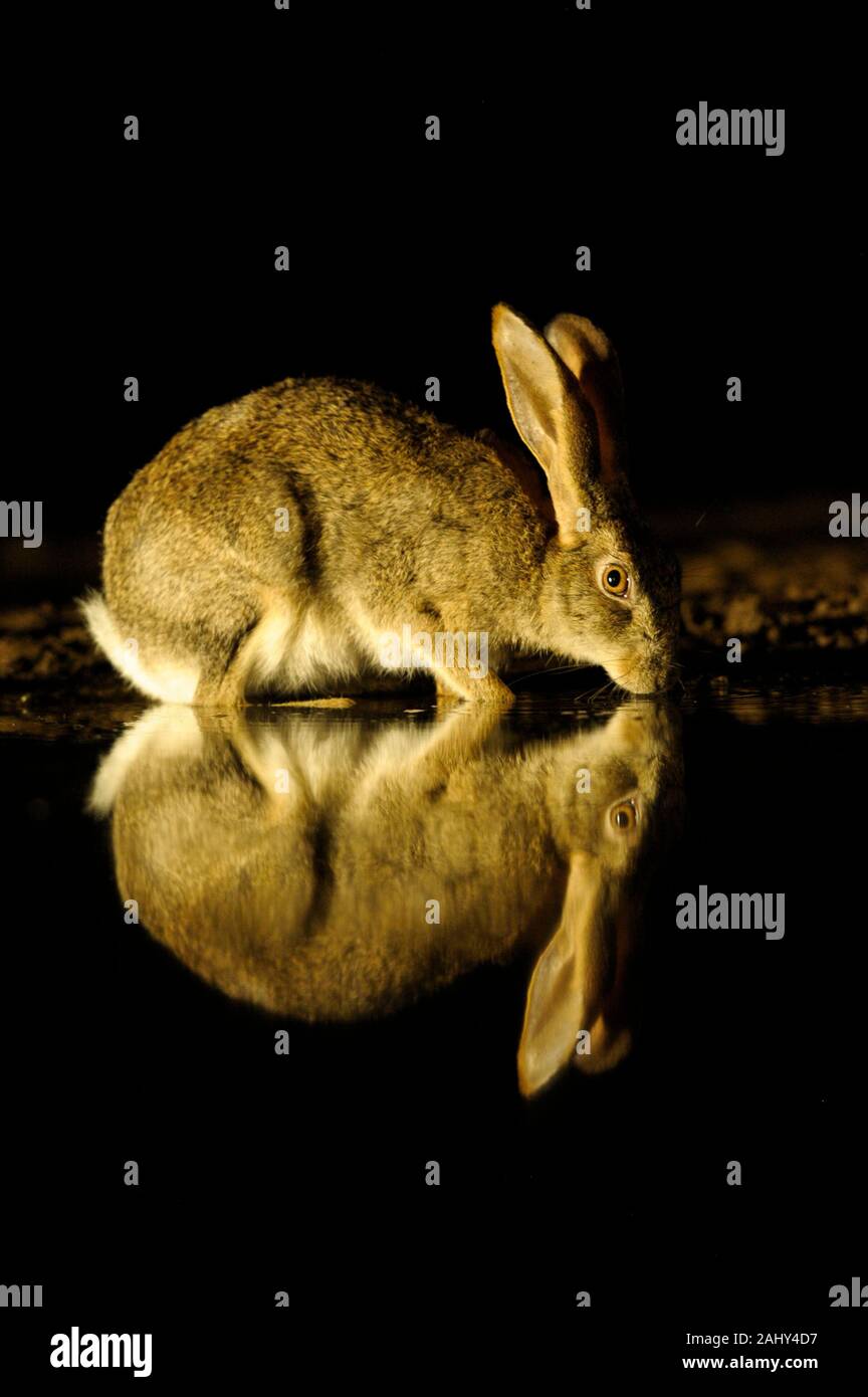 African Hare High Resolution Stock Photography and Images - Alamy