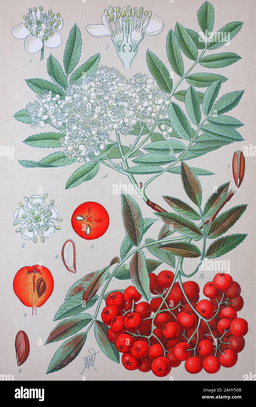 Sorbus aucuparia, rowan and mountain-ash, rose family / Vogelbeere ...