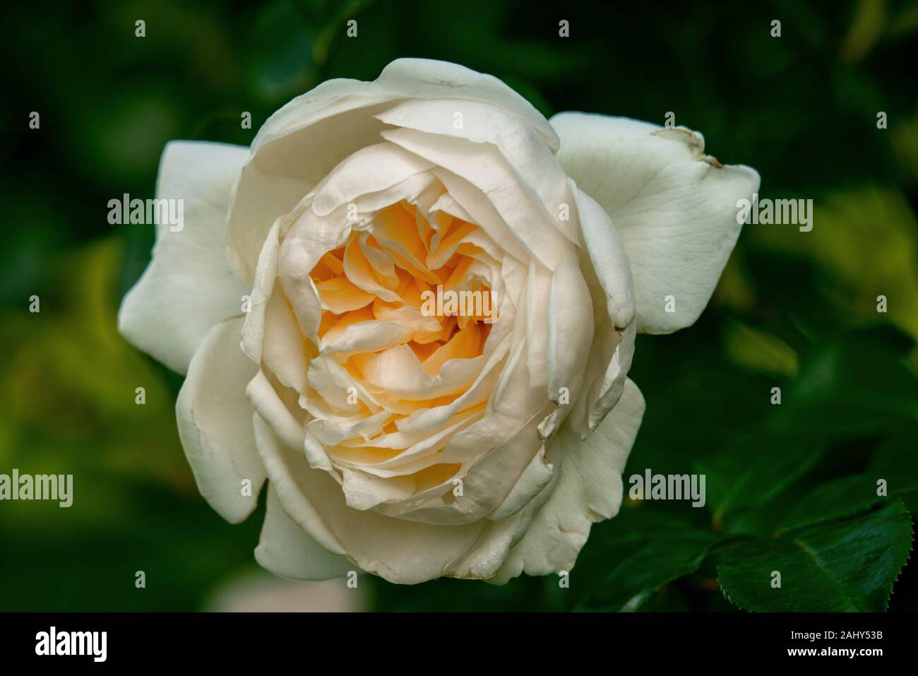 English rose flower hi-res stock photography and images - Alamy
