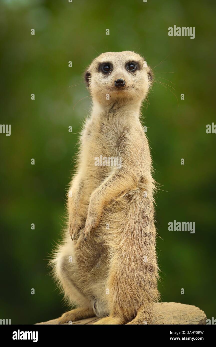 Meerkat funny hi-res stock photography and images - Alamy