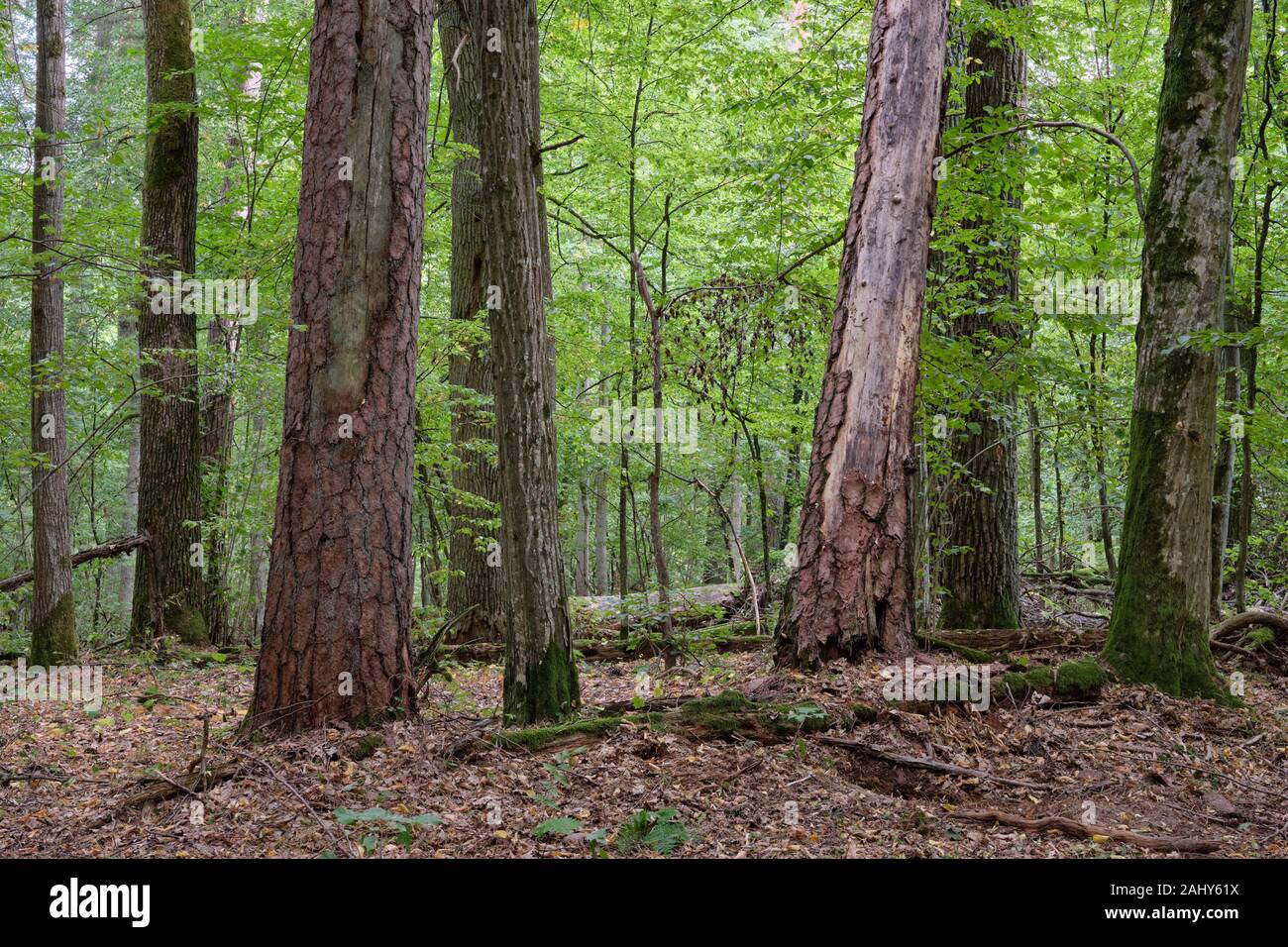 Pine and oak tree hi-res stock photography and images - Alamy