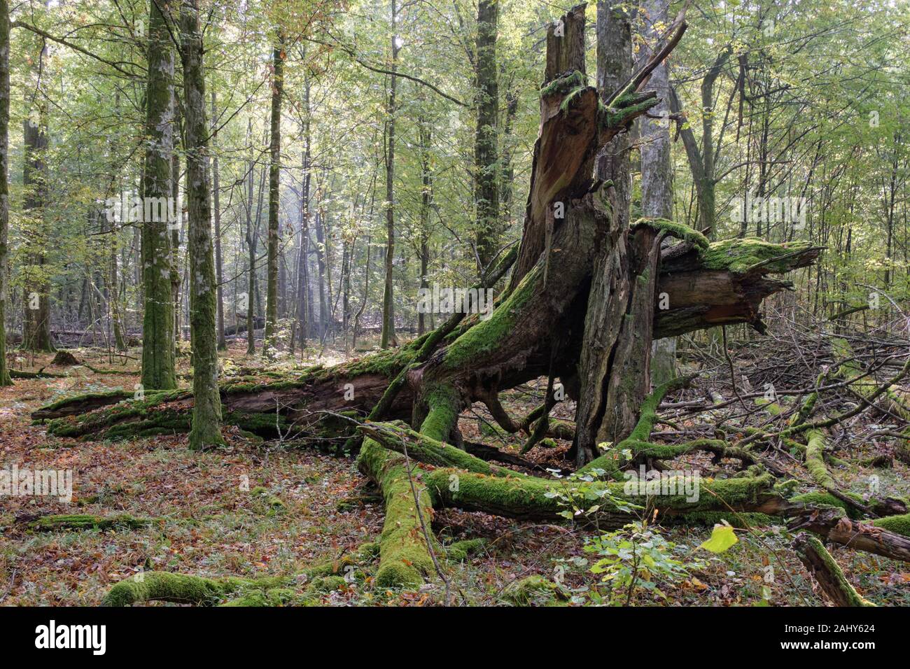 Almost deciduous tree hi-res stock photography and images - Alamy