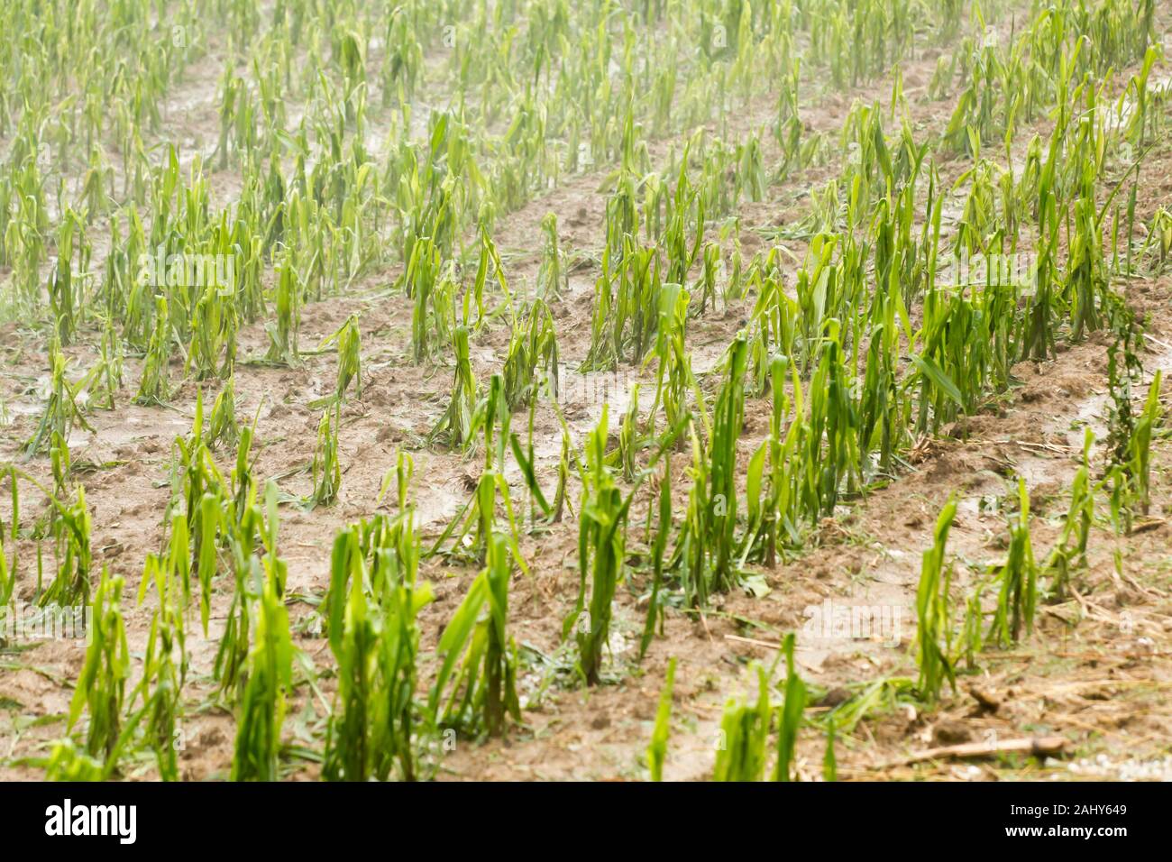 Agricultural disaster hi-res stock photography and images - Alamy