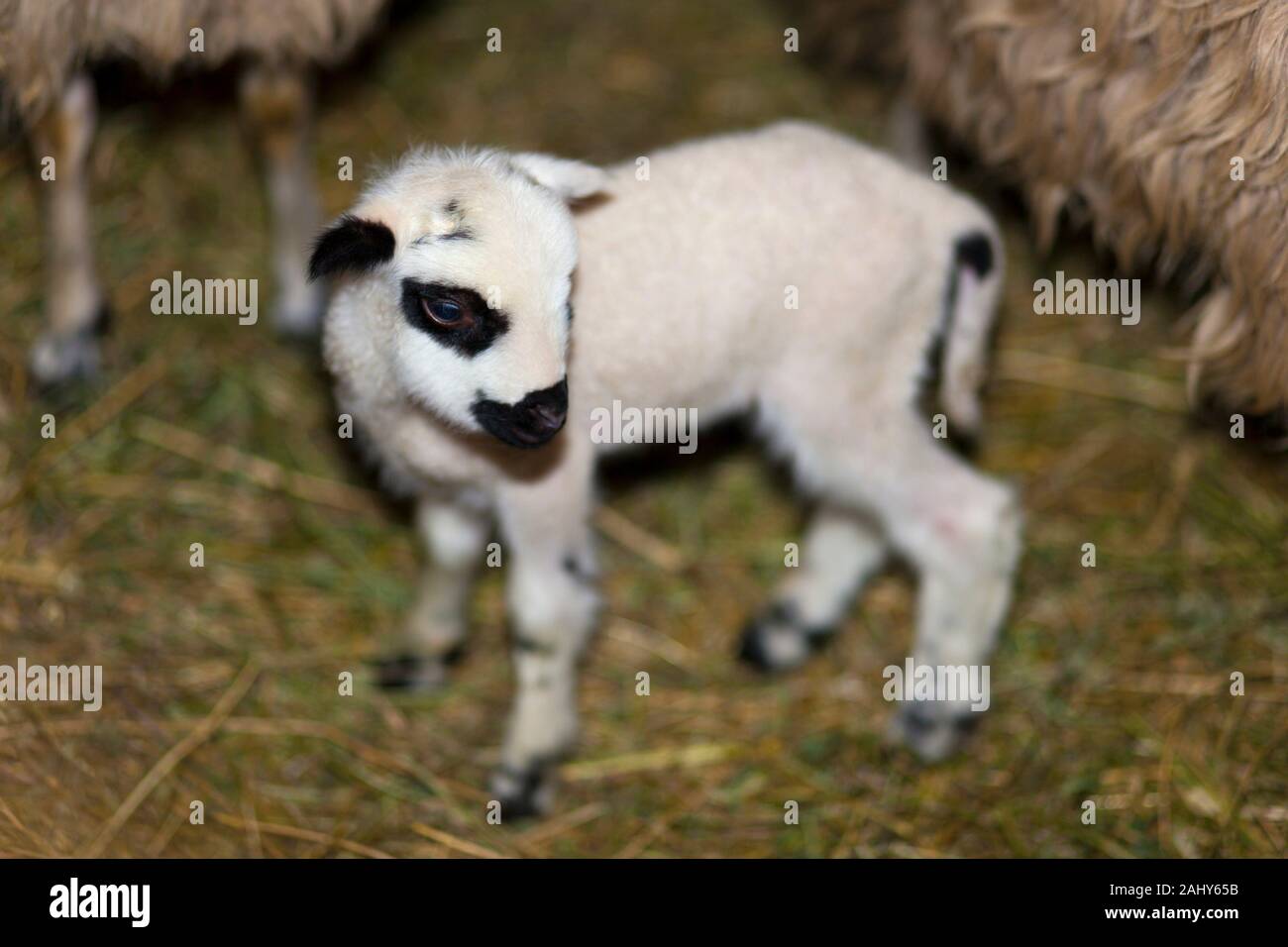 No one agriculture hi-res stock photography and images - Alamy