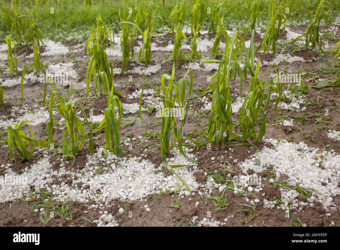 Agricultural disaster hi-res stock photography and images - Alamy