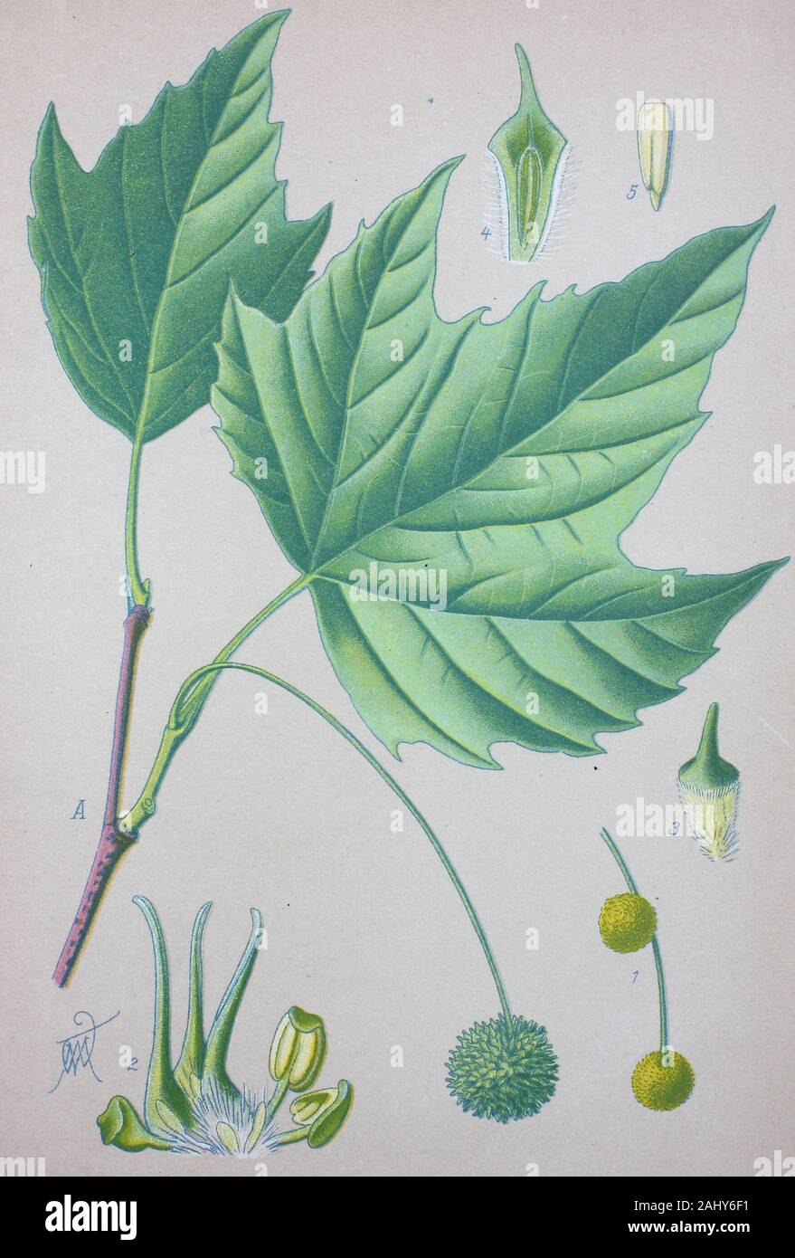 American planetree platanus occidentalis hi-res stock photography and ...