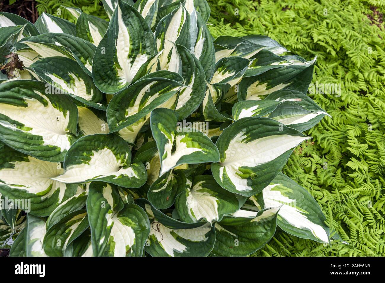 Hostas ferns, Hosta "Fire and Ice Stock Photo - Alamy