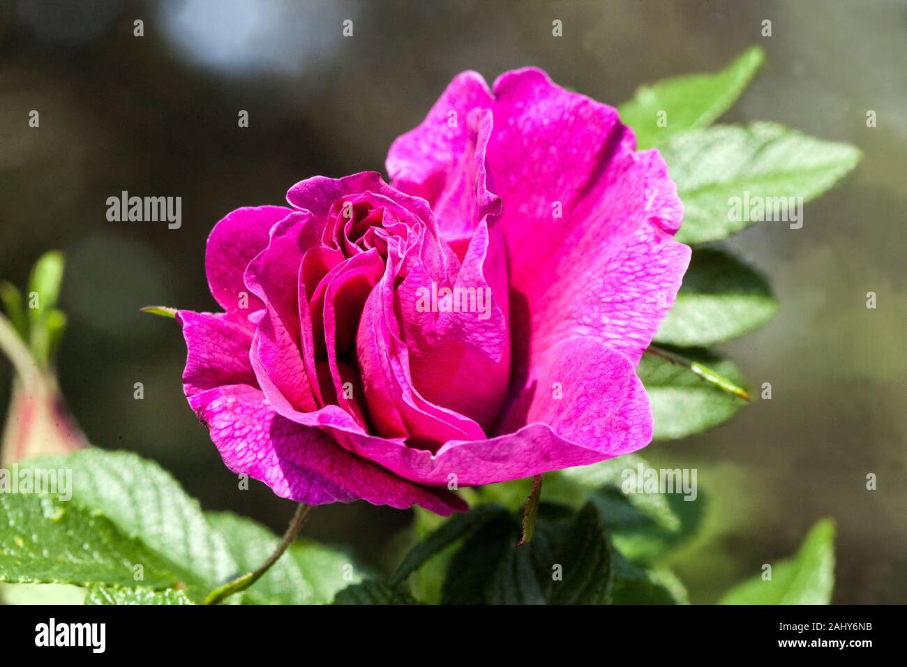 Rose bud and rose bloom hi-res stock photography and images - Alamy