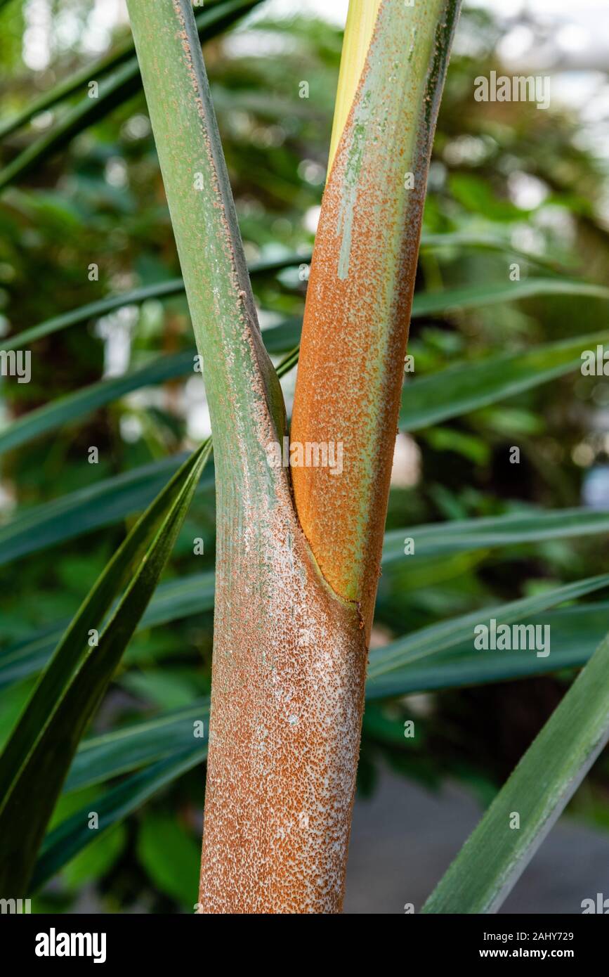 Dypsis pembana hi-res stock photography and images - Alamy