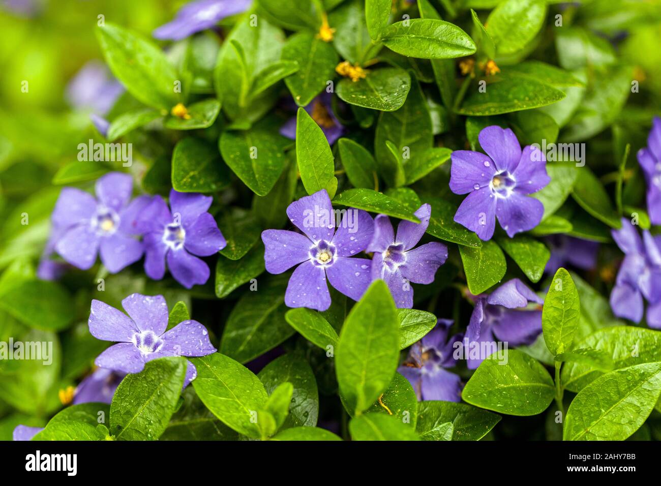 Vinca minor Bowles Lesser periwinkle ground cover plants Stock Photo ...