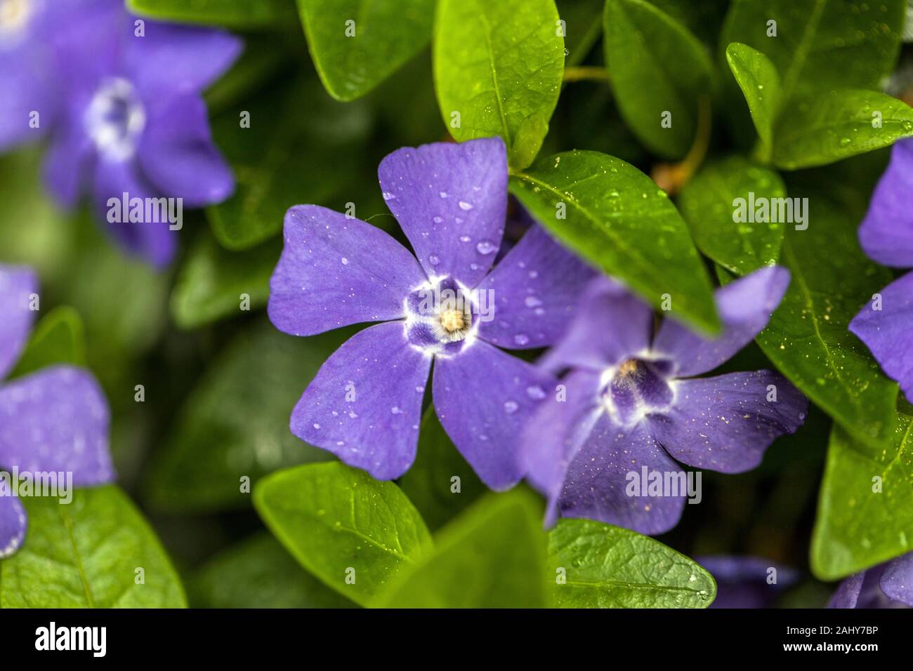 Vinca minor "Bowles" blooms Lesser periwinkle Stock Photo - Alamy