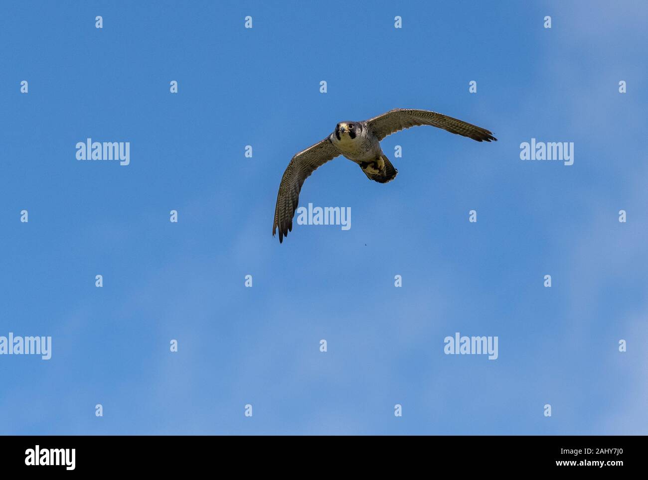Peregrine Falcon Diving Gif