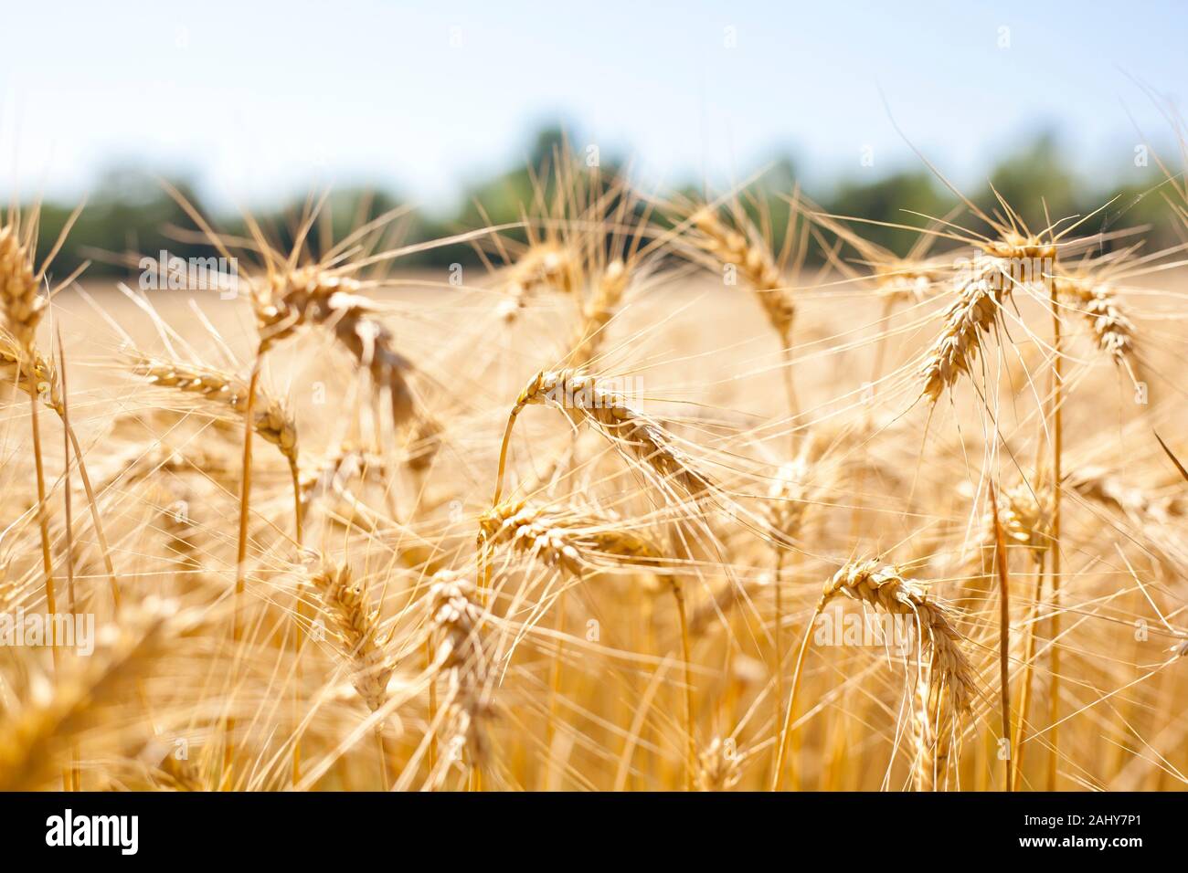 Wheat Filed High Resolution Stock Photography and Images - Alamy