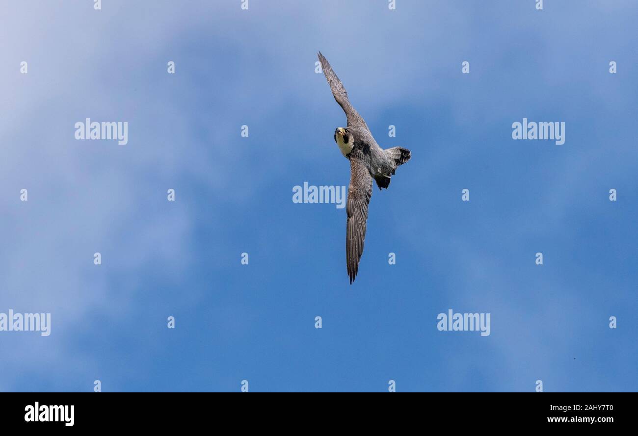 Peregrine falcon raptor bird hi-res stock photography and images - Alamy