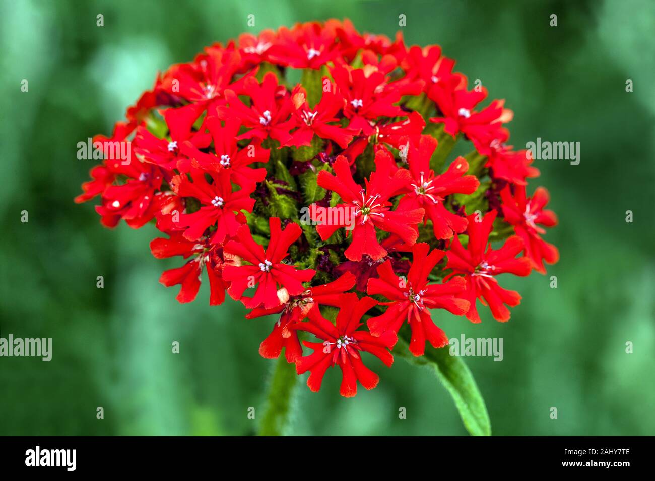 Maltese cross, Red Lychnis chalcedonica Stock Photo - Alamy