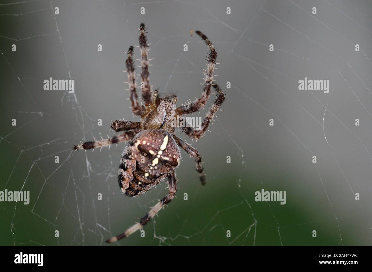 Species araneus diadematus hi-res stock photography and images - Alamy