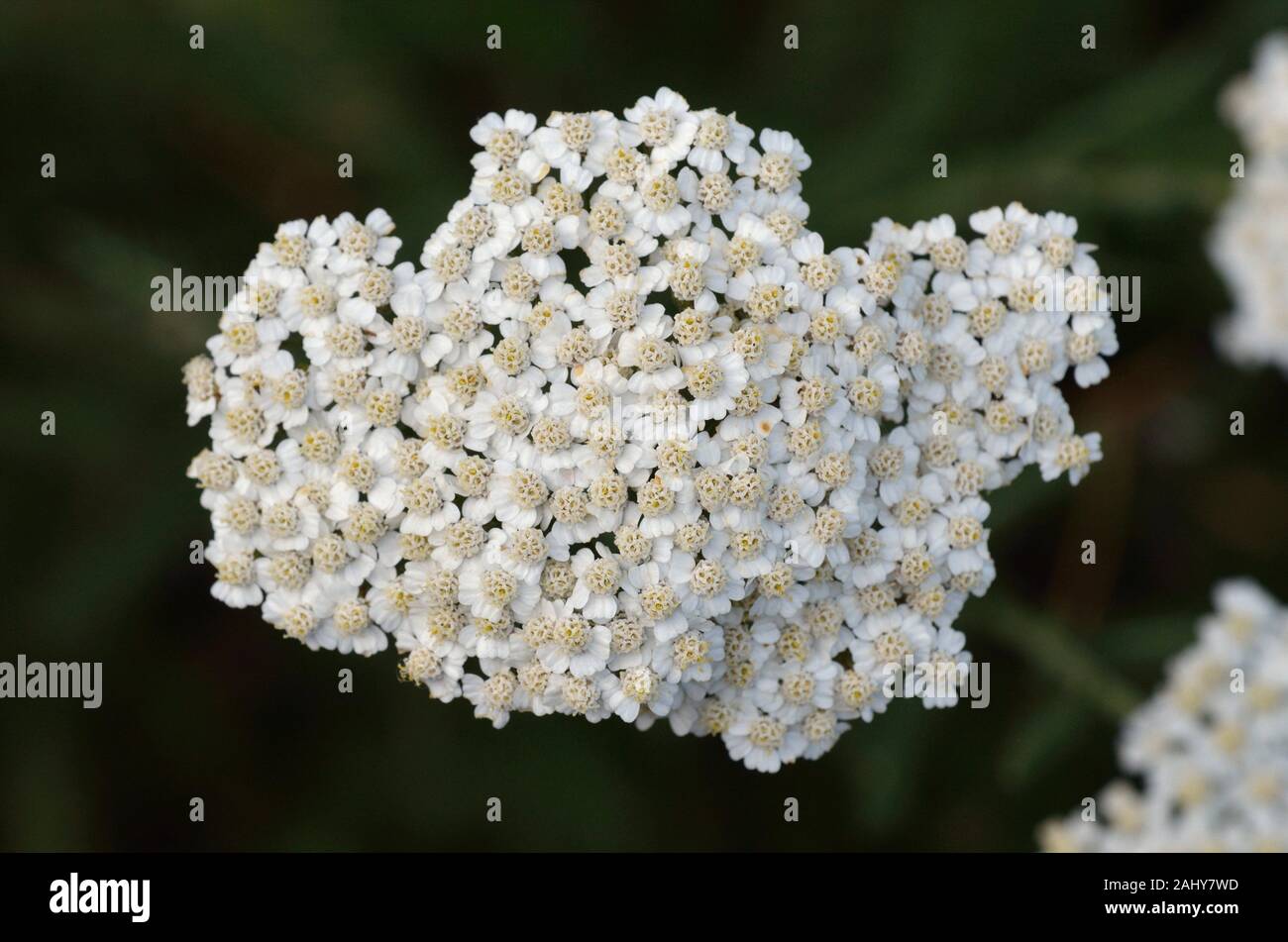 Achillea millefolium (yarrow) belongs to the Asteraceae family, Greece ...