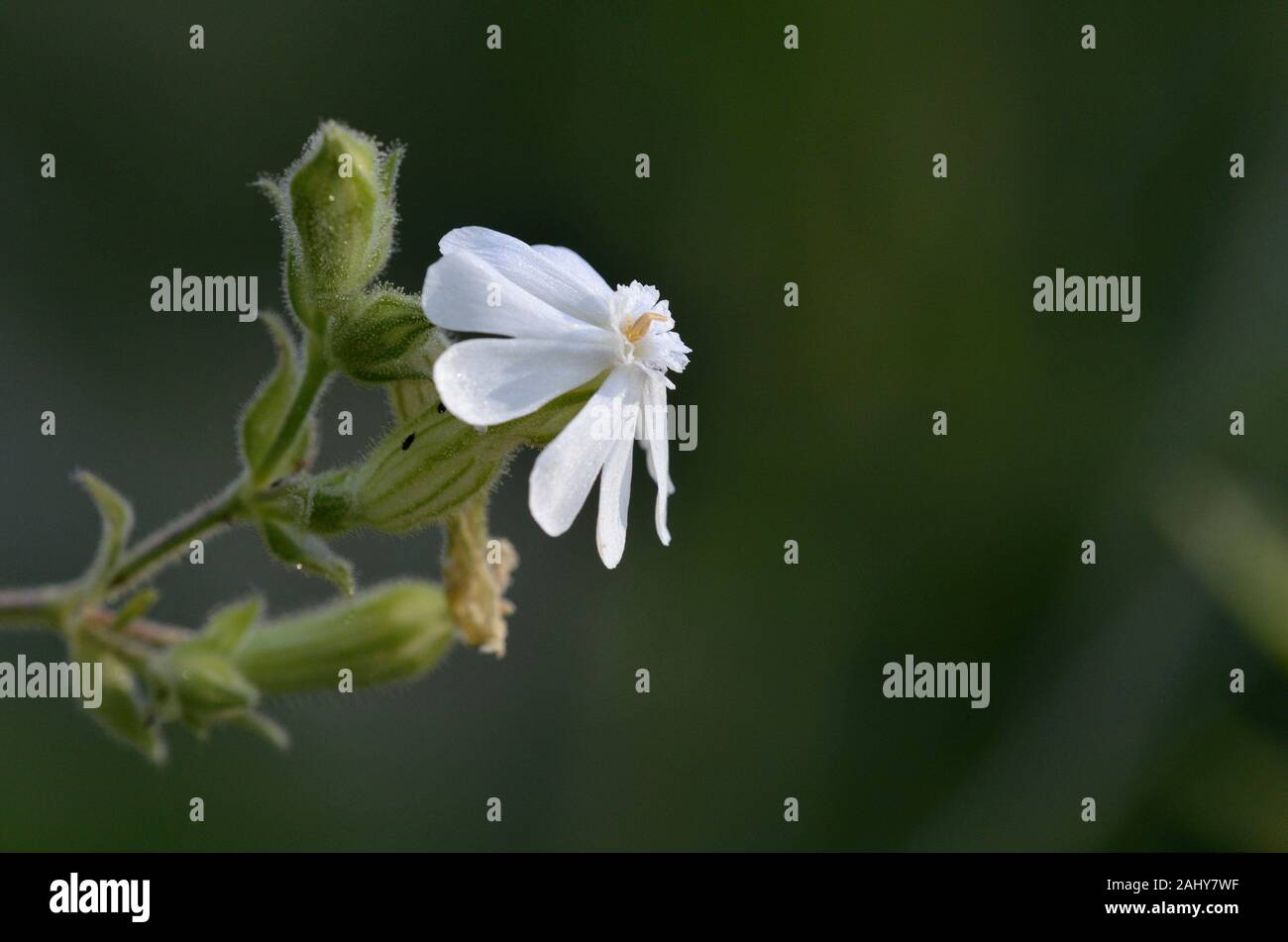 Family caryophyllaceae hi-res stock photography and images - Alamy