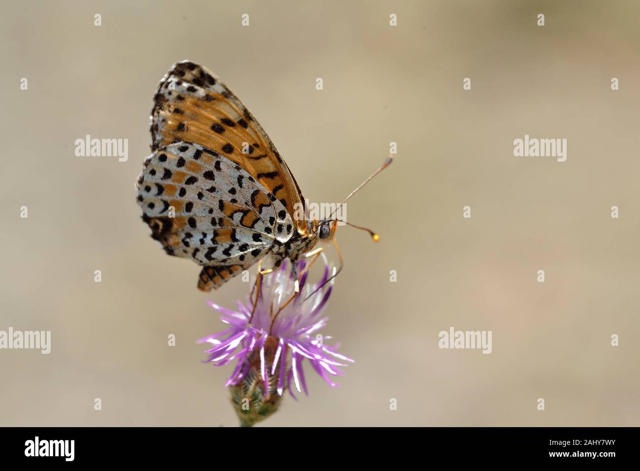 Family nymphalidae hi-res stock photography and images - Alamy