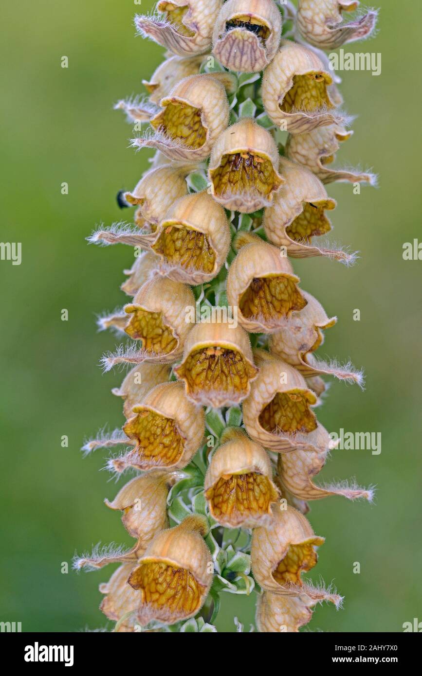 Digitalis ferruginea, the rusty foxglove, is a species of flowering ...