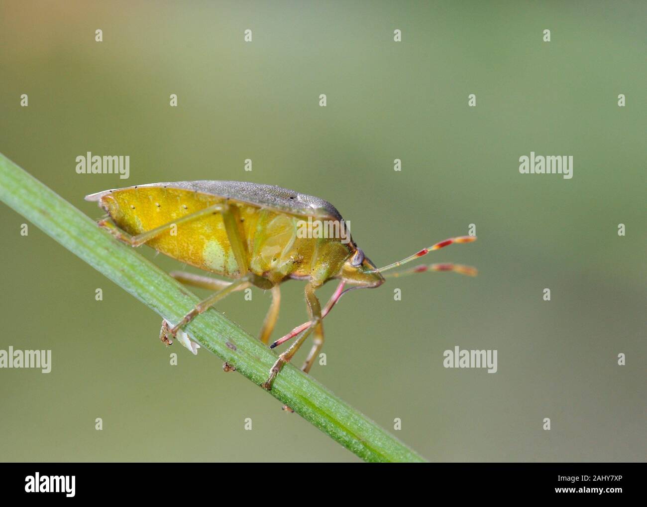 Nezara viridula, commonly known as the southern green stink bug ...