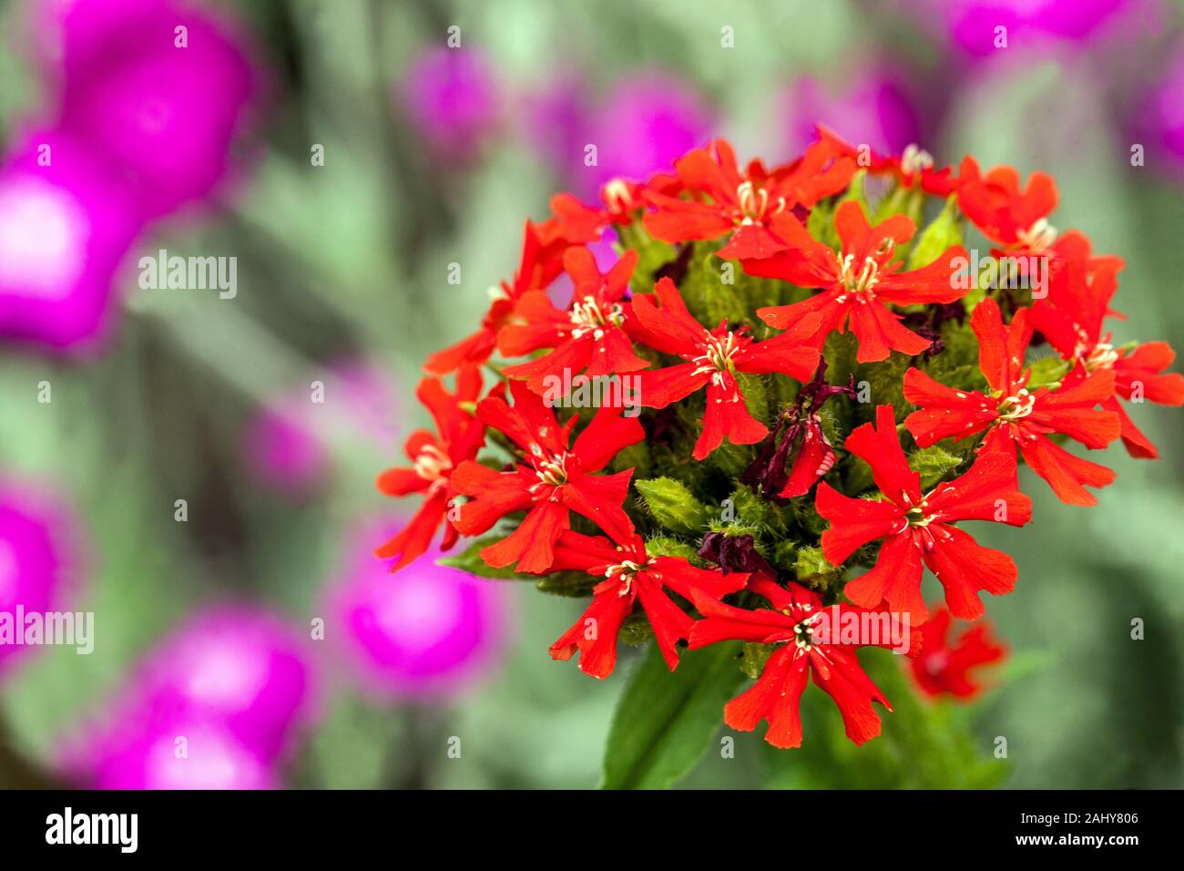 Maltese cross flower, Lychnis chalcedonica Stock Photo - Alamy