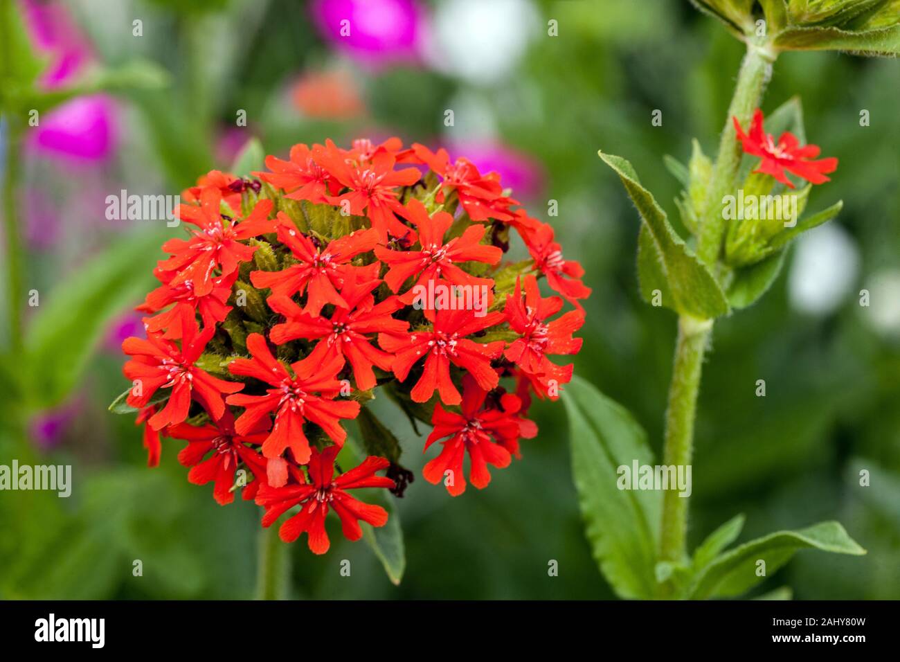 Maltese cross, Lychnis chalcedonica flower head Stock Photo - Alamy
