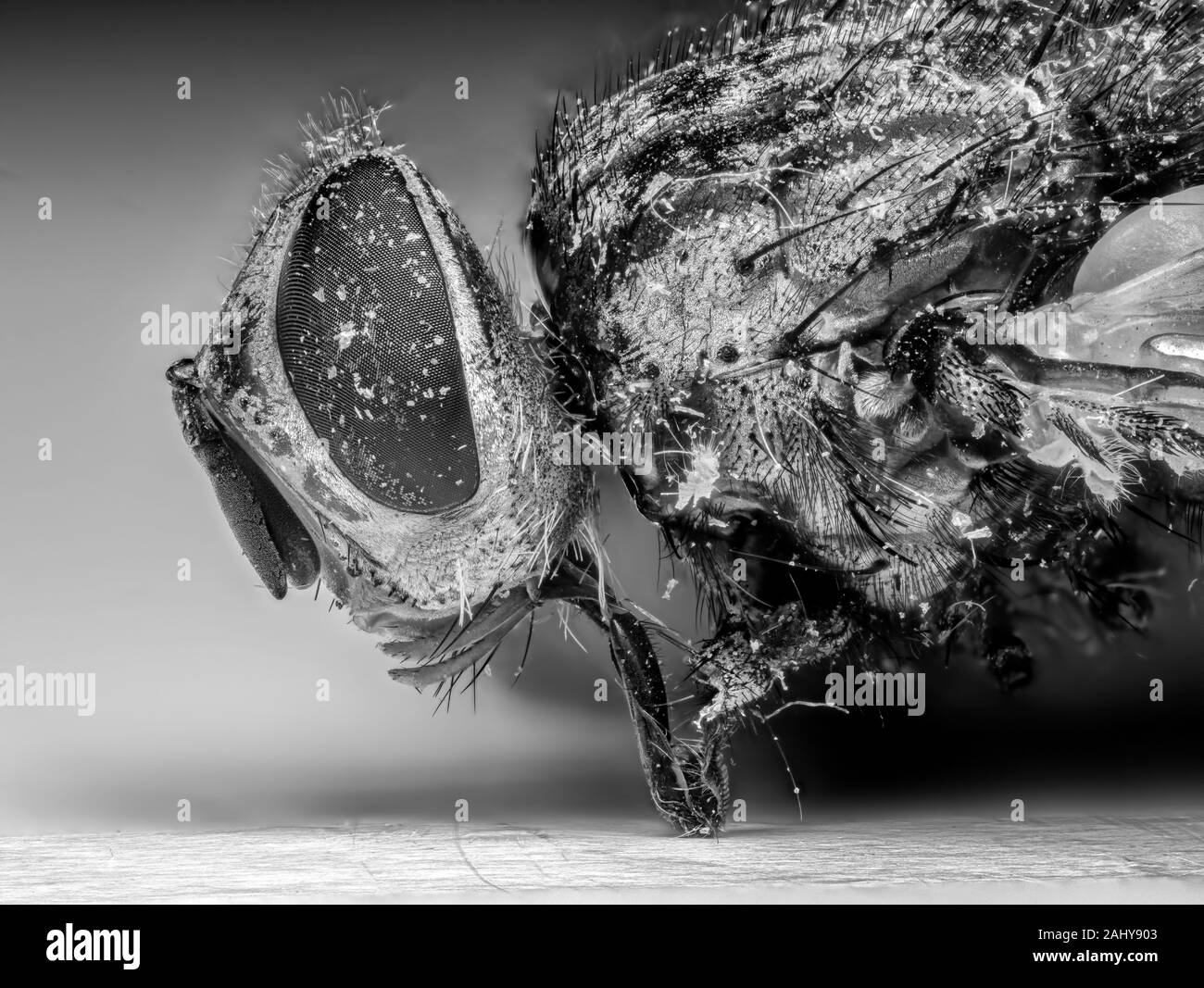 Super creepy fly hi-res stock photography and images - Alamy