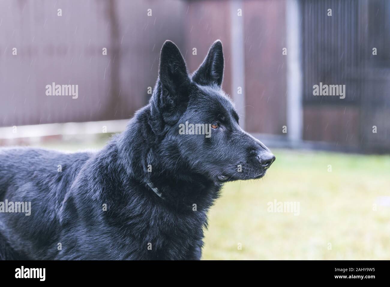 Alsatian dog hi-res stock photography and images - Alamy