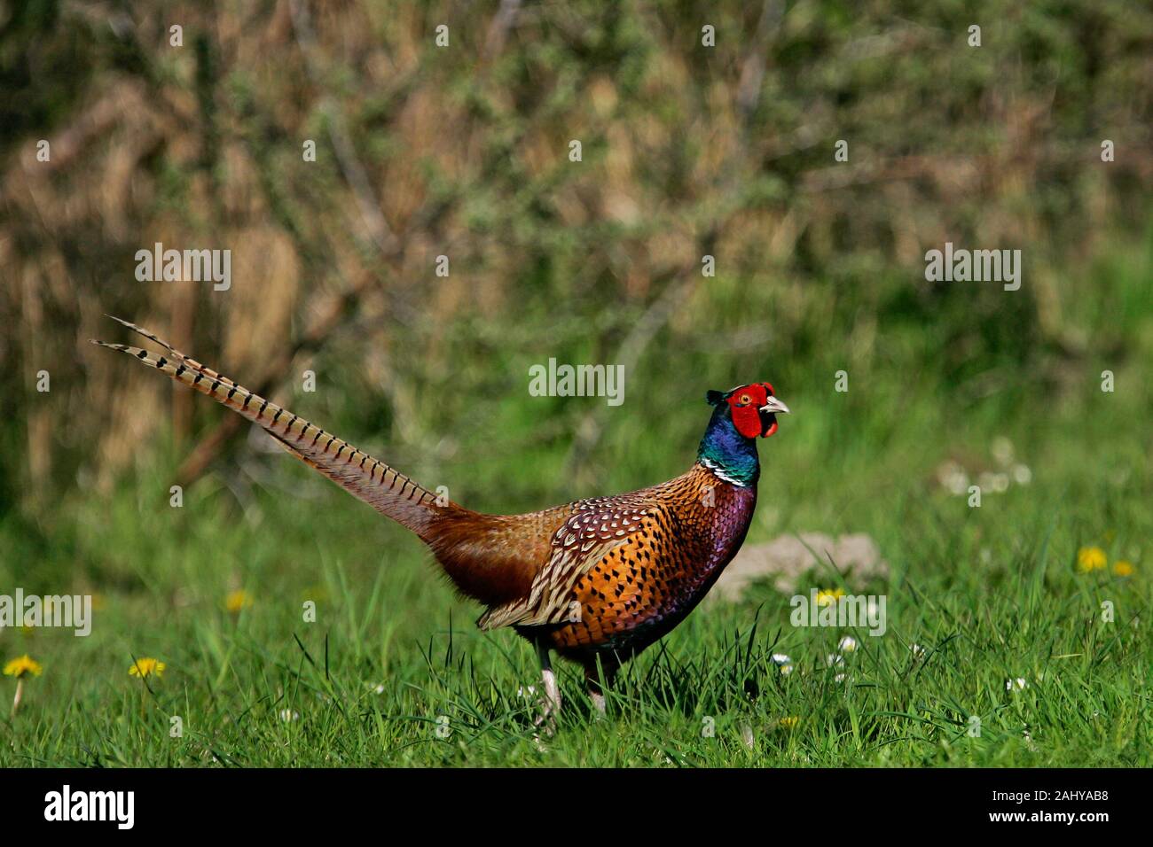 Male pheasant display hi-res stock photography and images - Alamy
