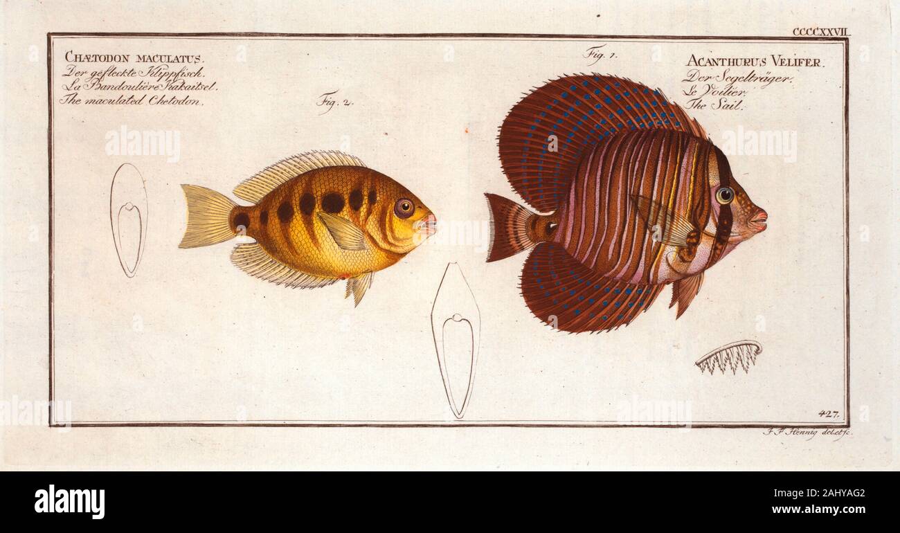 [1. Acanthurus Velifer, The Sail; 2. Chaetodon maculatus, The maculated ...