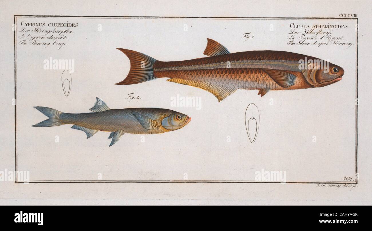 1. Clupea atherinoides, The Silver-striped Herring; 2. Cyprinus ...