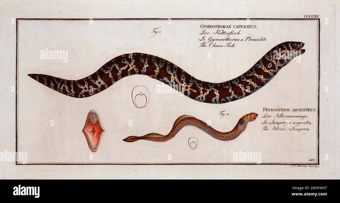 Silver lamprey hi-res stock photography and images - Alamy