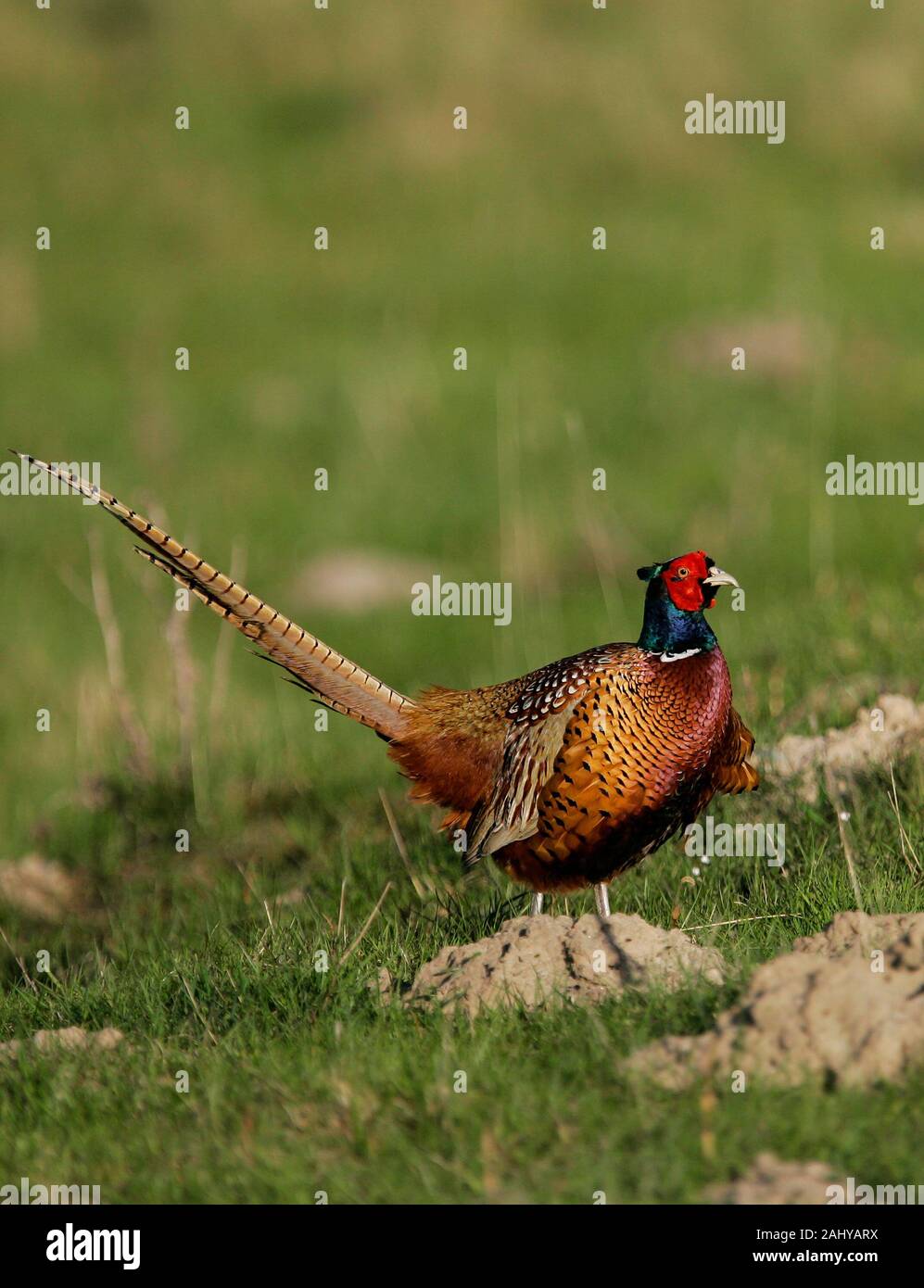 Male pheasant display hi-res stock photography and images - Alamy